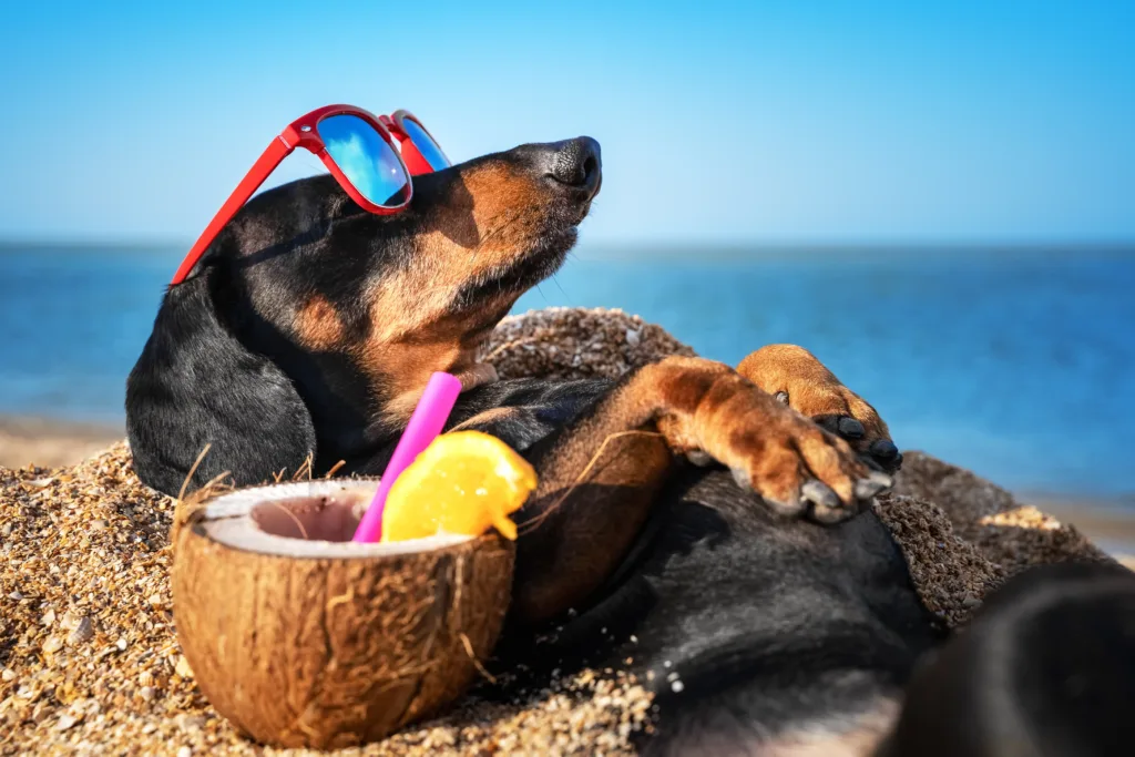 The Ultimate Dog Friendly Boca Guide | Off Leash K9 Boca Raton