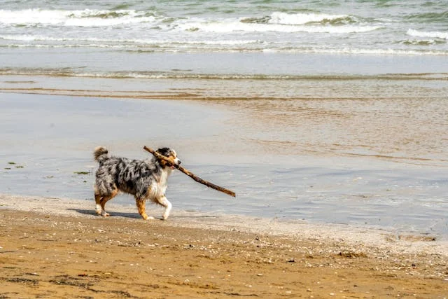 Dog Friendly Boca Raton Guide 2026 | Beaches, Parks & Restaurants