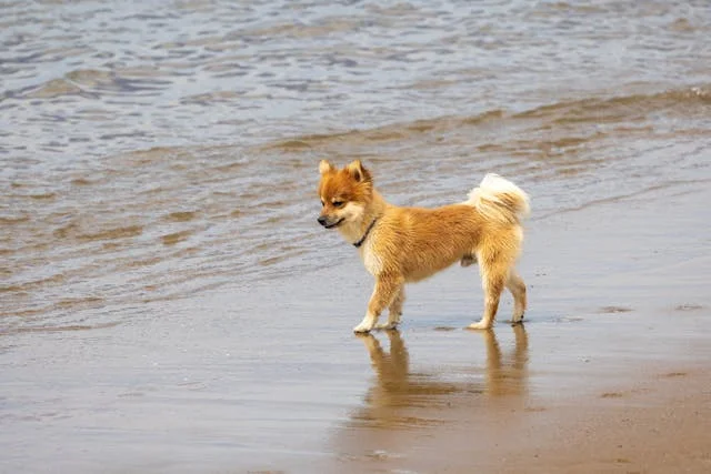 Dog Friendly Boca Raton Guide 2026 | Beaches, Parks & Restaurants