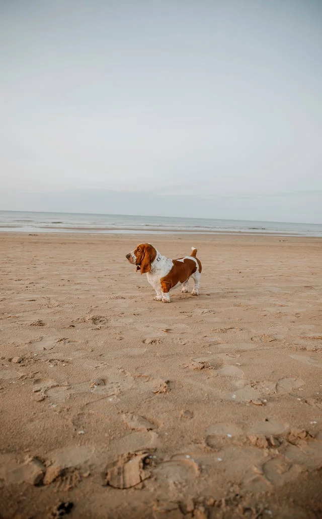 Dog Friendly Boca Raton Guide 2026 | Beaches, Parks & Restaurants