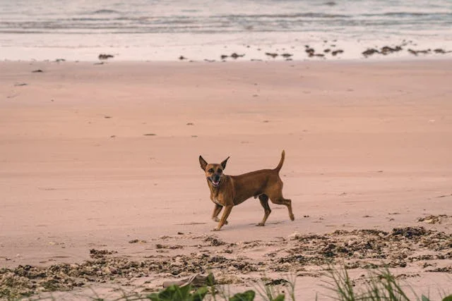 Dog Friendly Boca Raton Guide 2026 | Beaches, Parks & Restaurants