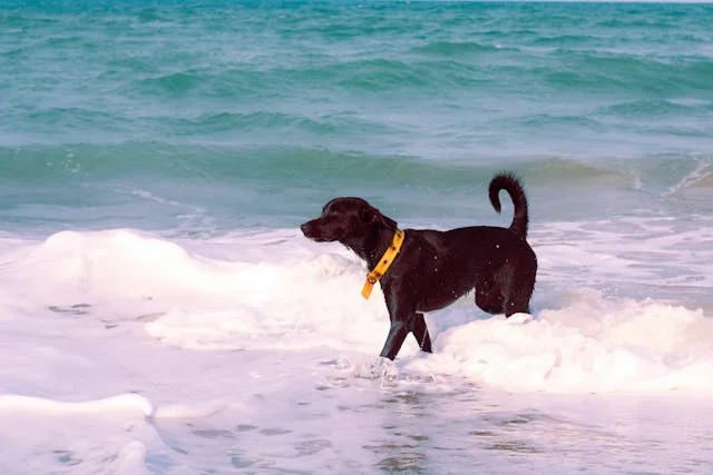 Dog Friendly Boca Raton Guide 2026 | Beaches, Parks & Restaurants