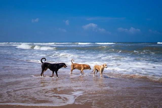 Dog Friendly Boca Raton Guide 2026 | Beaches, Parks & Restaurants