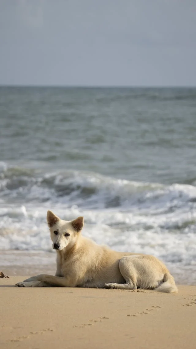Dog Friendly Boca Raton Guide 2026 | Beaches, Parks & Restaurants