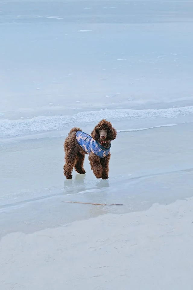 Dog Friendly Boca Raton Guide 2026 | Beaches, Parks & Restaurants