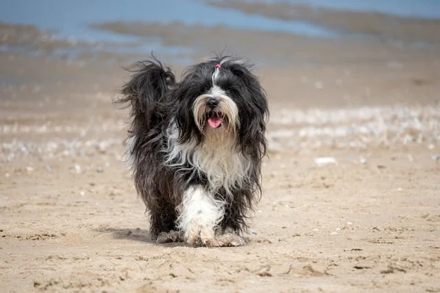 Dog Friendly Boca Raton Guide 2026 | Beaches, Parks & Restaurants