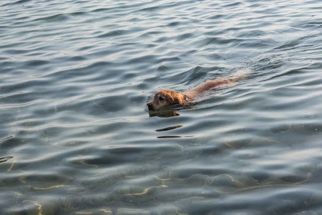 Dog Friendly Boca Raton Guide 2026 | Beaches, Parks & Restaurants