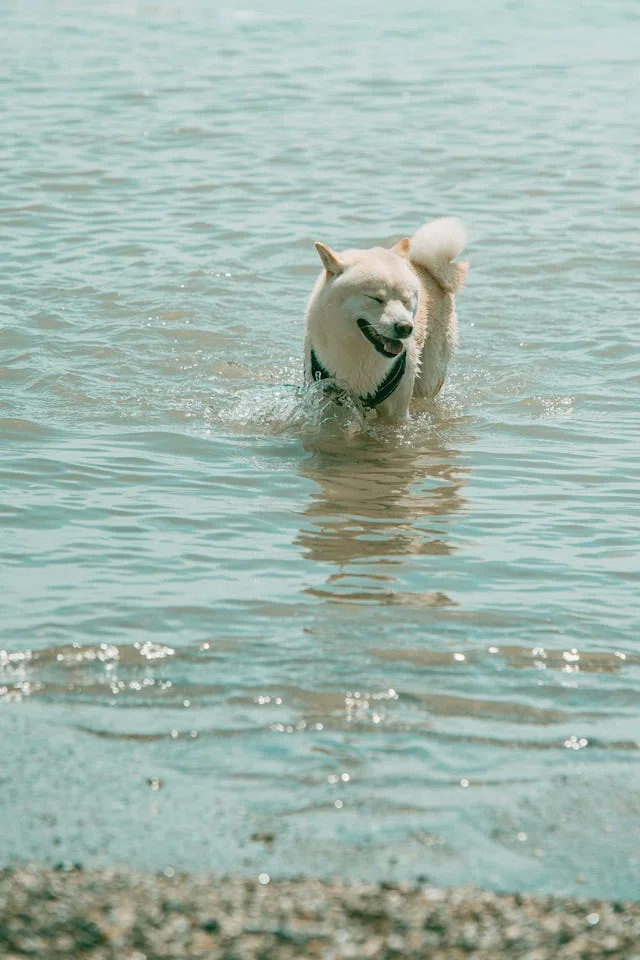 Dog Friendly Boca Raton Guide 2026 | Beaches, Parks & Restaurants