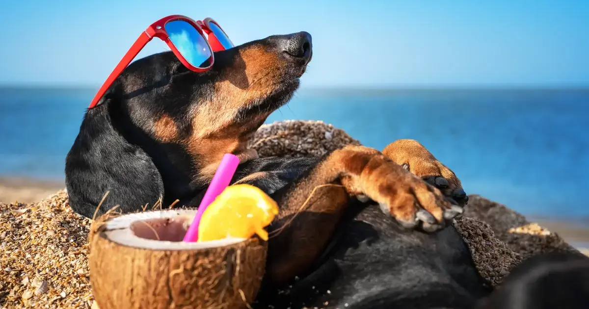 Dog Friendly Boca Raton Guide 2026 | Beaches, Parks & Restaurants
